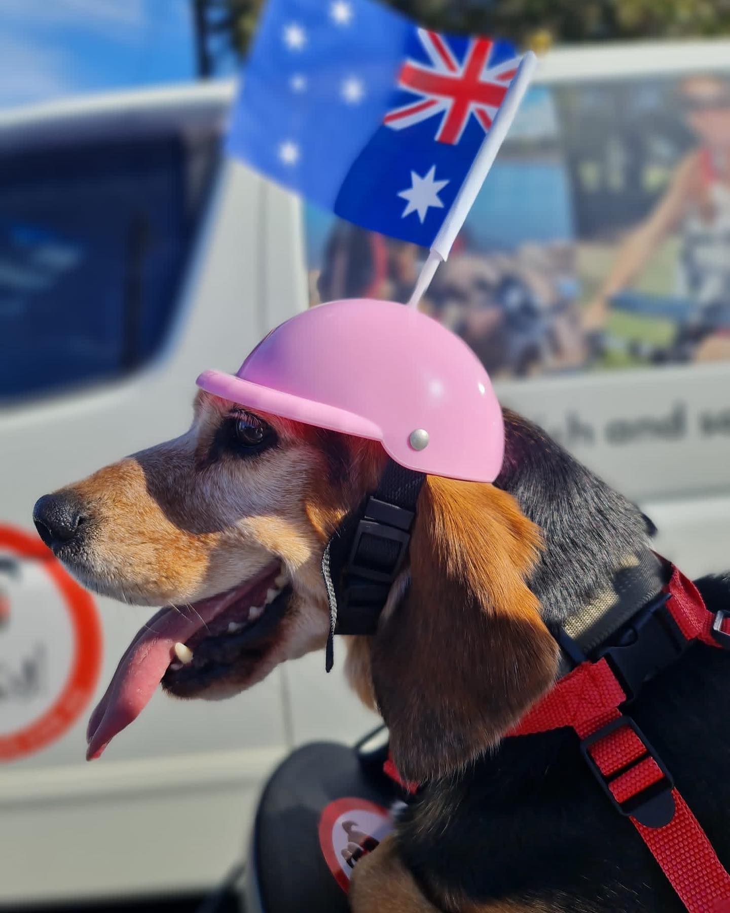 Dinky Dog Products